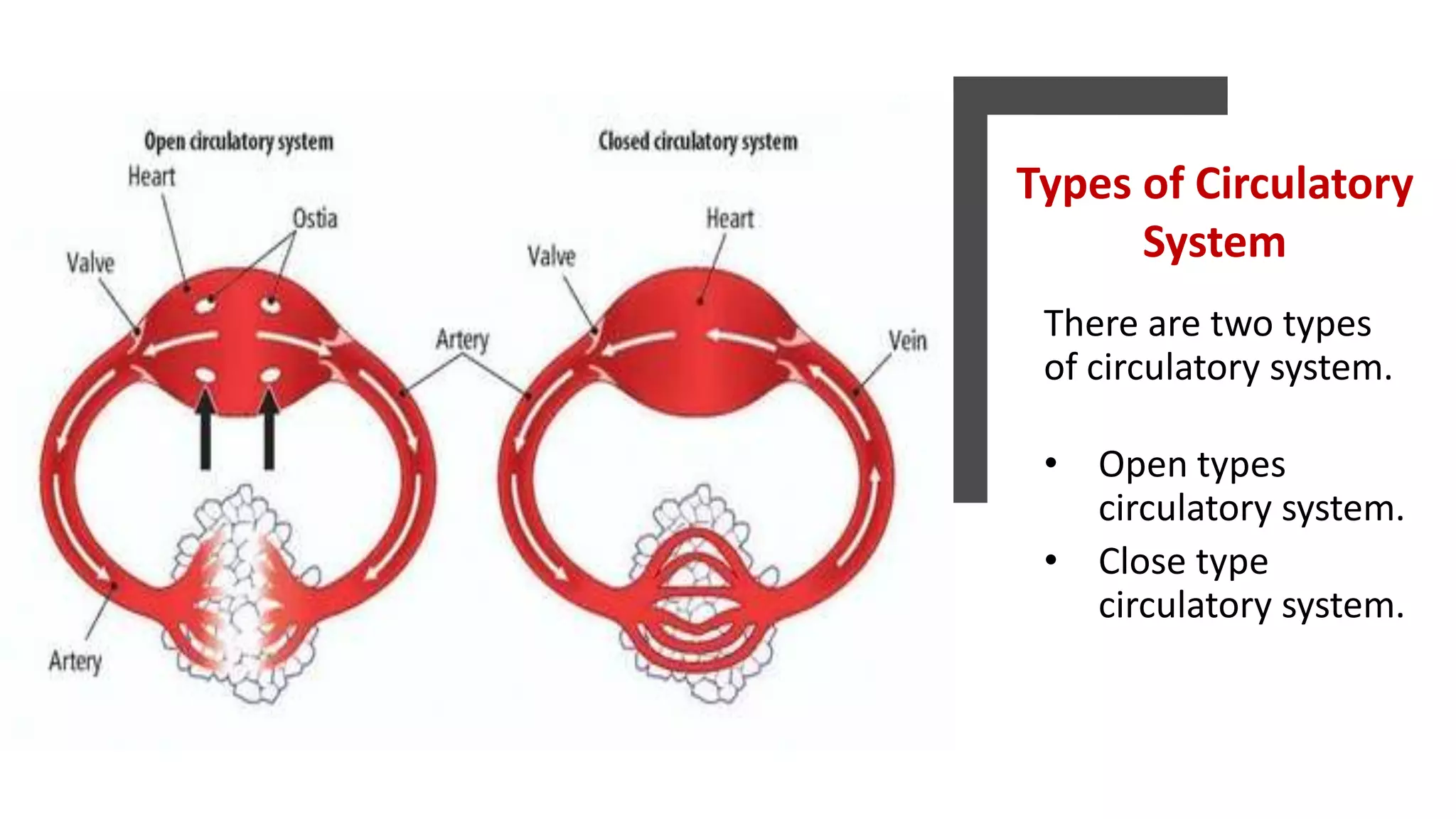Circulatory system grade 9 | PPTX