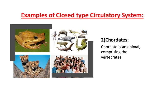 Circulatory system grade 9 | PPTX
