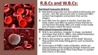 Circulatory system grade 9 | PPTX
