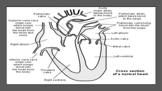 Circulatory system grade 9 | PPTX