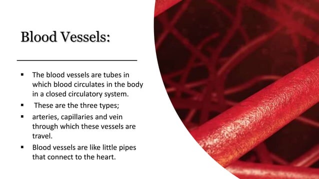 Circulatory system grade 9 | PPTX