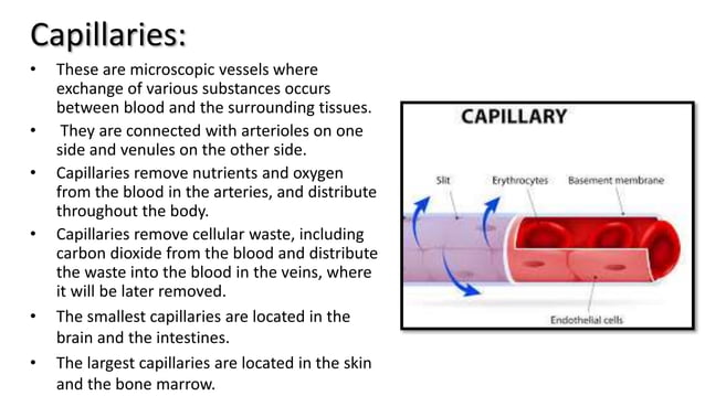 Circulatory system grade 9 | PPTX