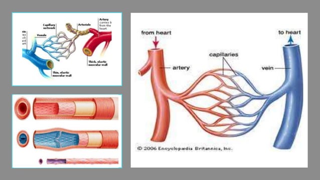 Circulatory system grade 9 | PPTX