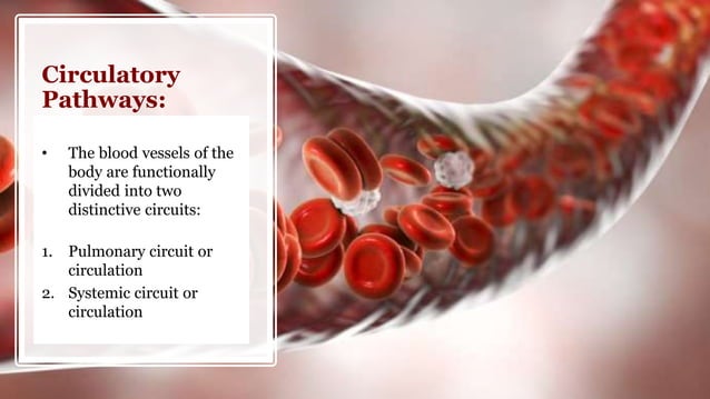 Circulatory system grade 9 | PPTX