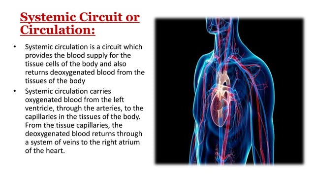 Circulatory system grade 9 | PPTX