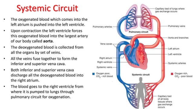 Circulatory system grade 9 | PPTX