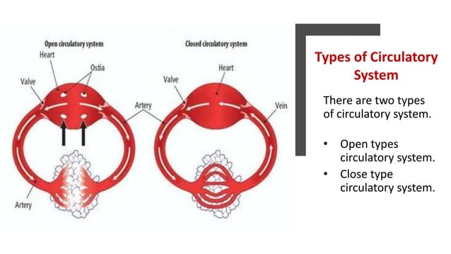 Circulatory system grade 9 | PPTX