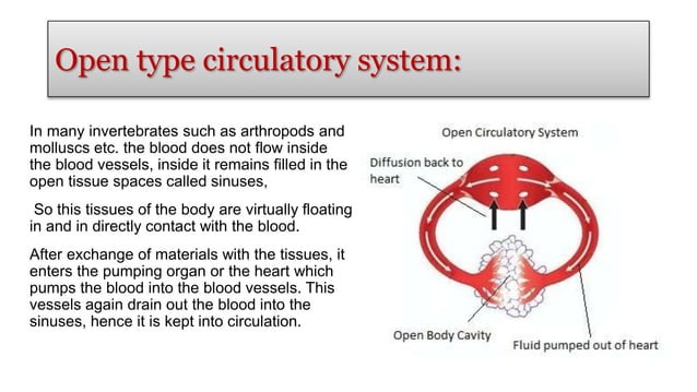 Circulatory system grade 9 | PPTX