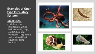 Circulatory system grade 9 | PPTX