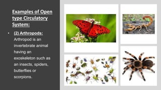 Circulatory system grade 9 | PPTX