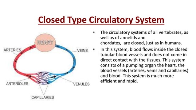 Circulatory system grade 9 | PPTX