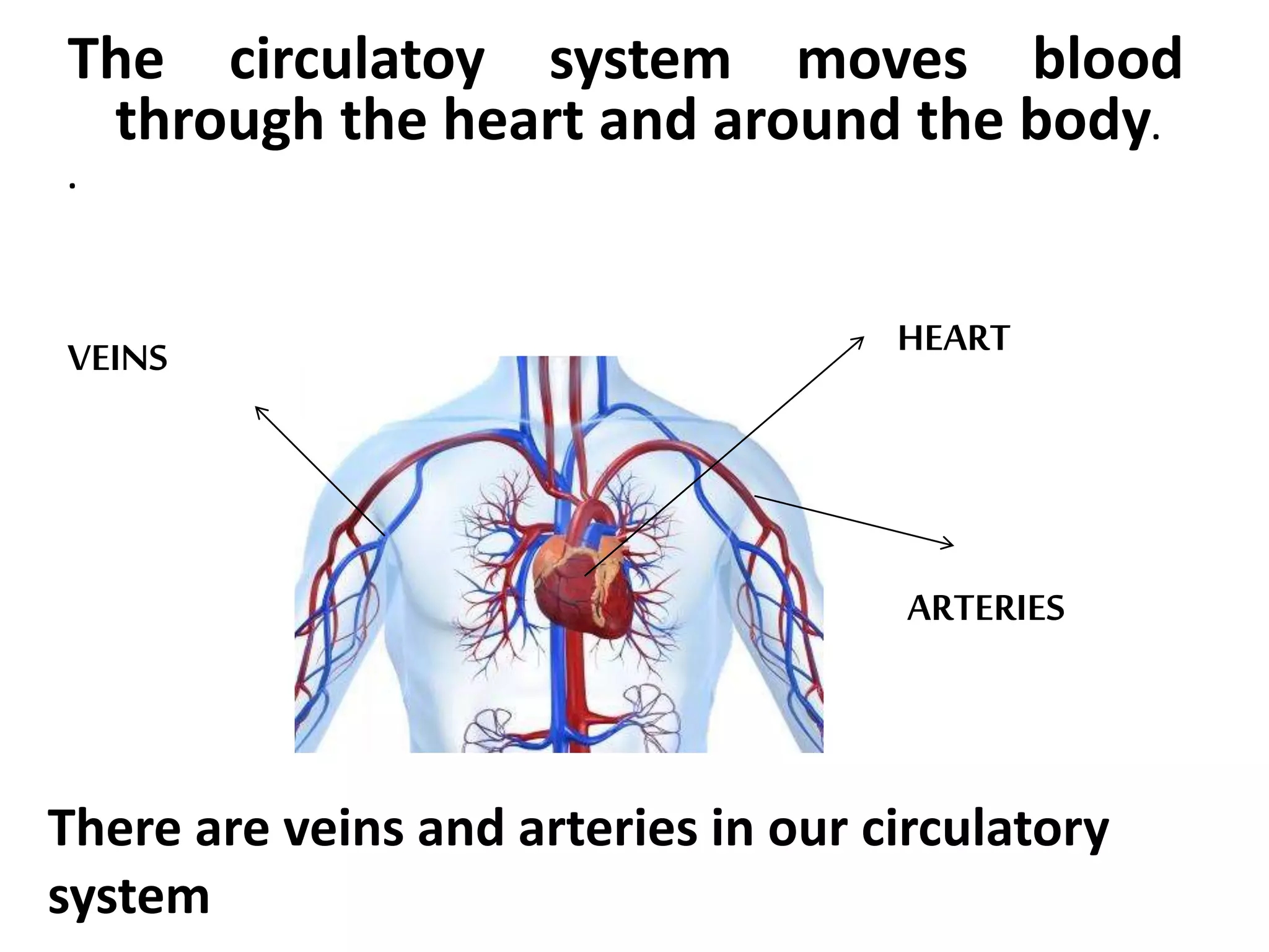 CIRCULATORY SYSTEM ppt year 3 | PPTX