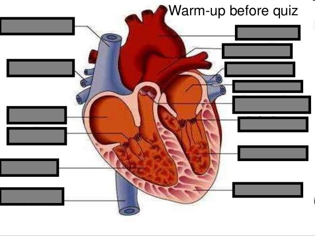 Human Heart Visual Quiz PowerPoint, Parts of the Heart, Chambers, Cir…