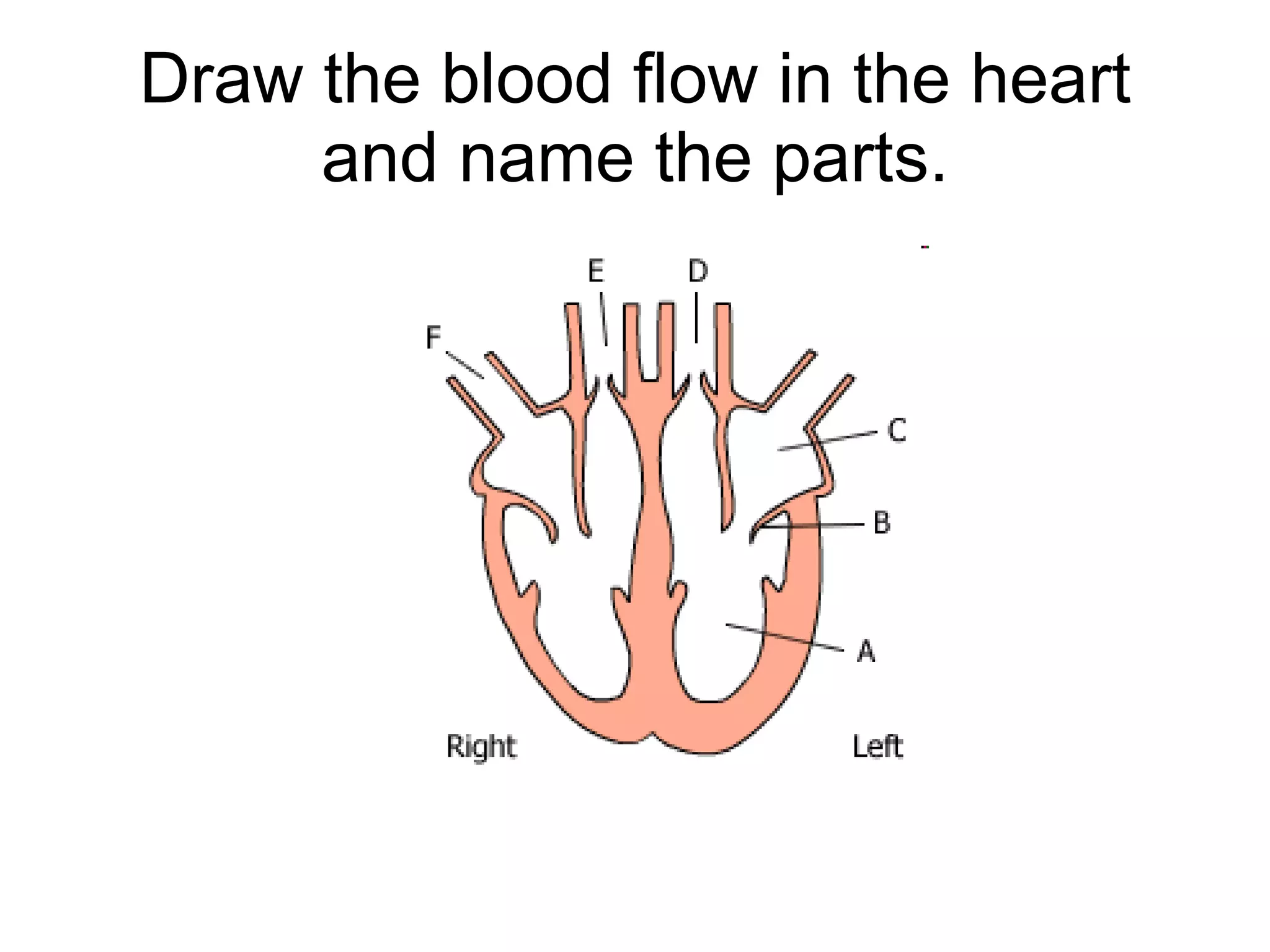 Circulatory system Quiz | PPS