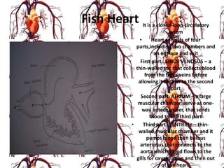 Circulatory systems | PPT