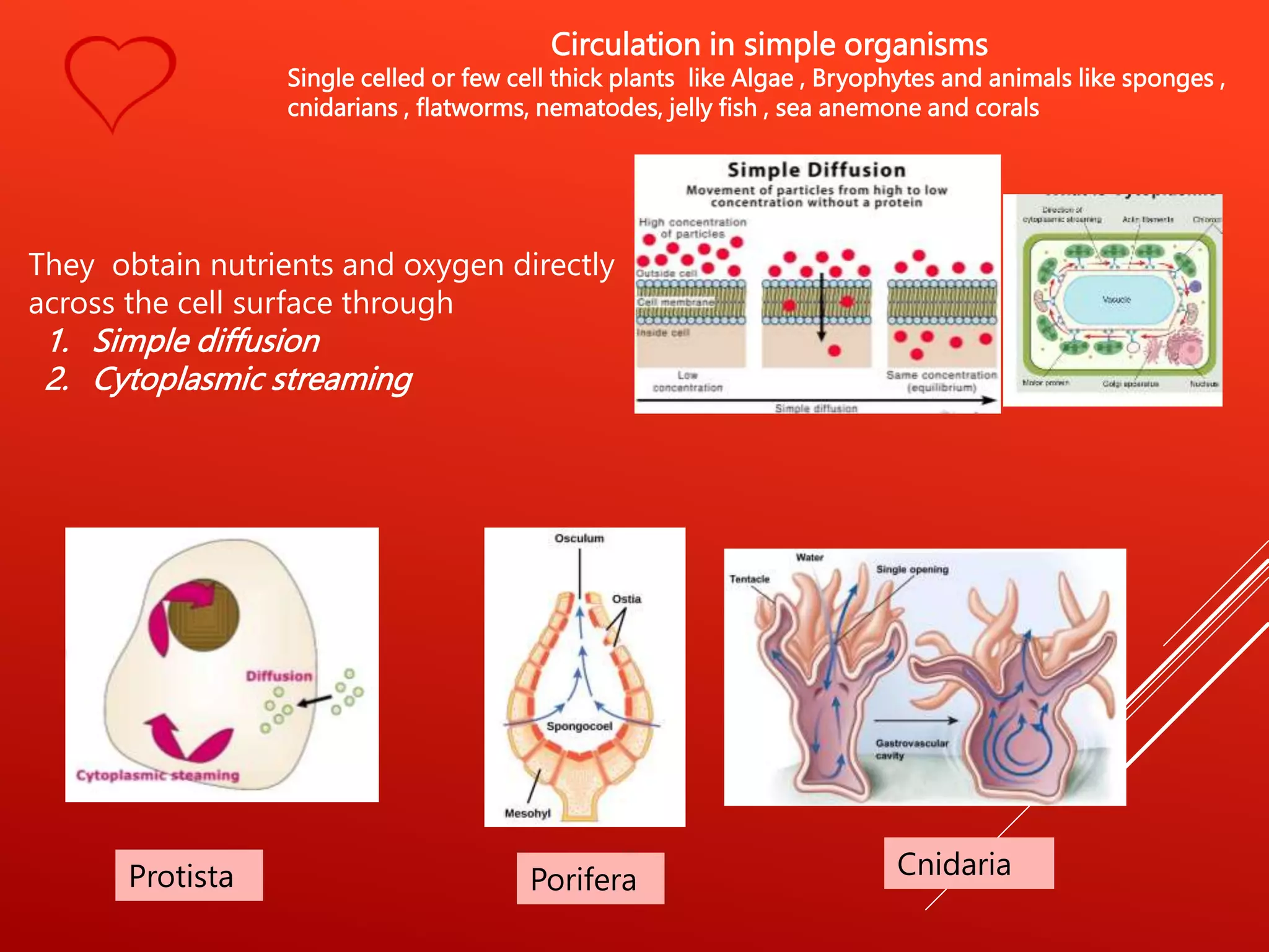 Circulatory systems in the living world-1.pptx