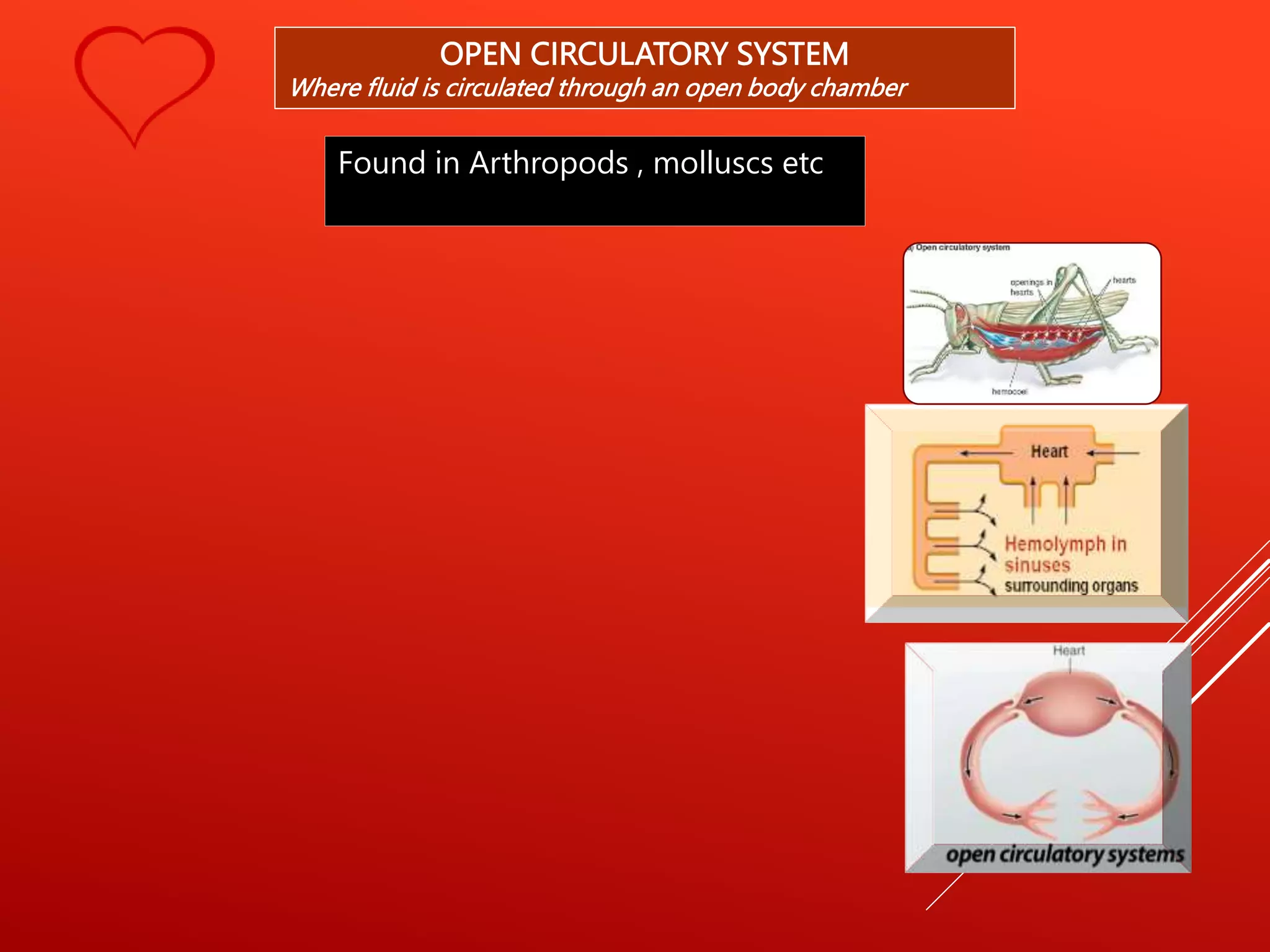 Circulatory systems in the living world-1.pptx