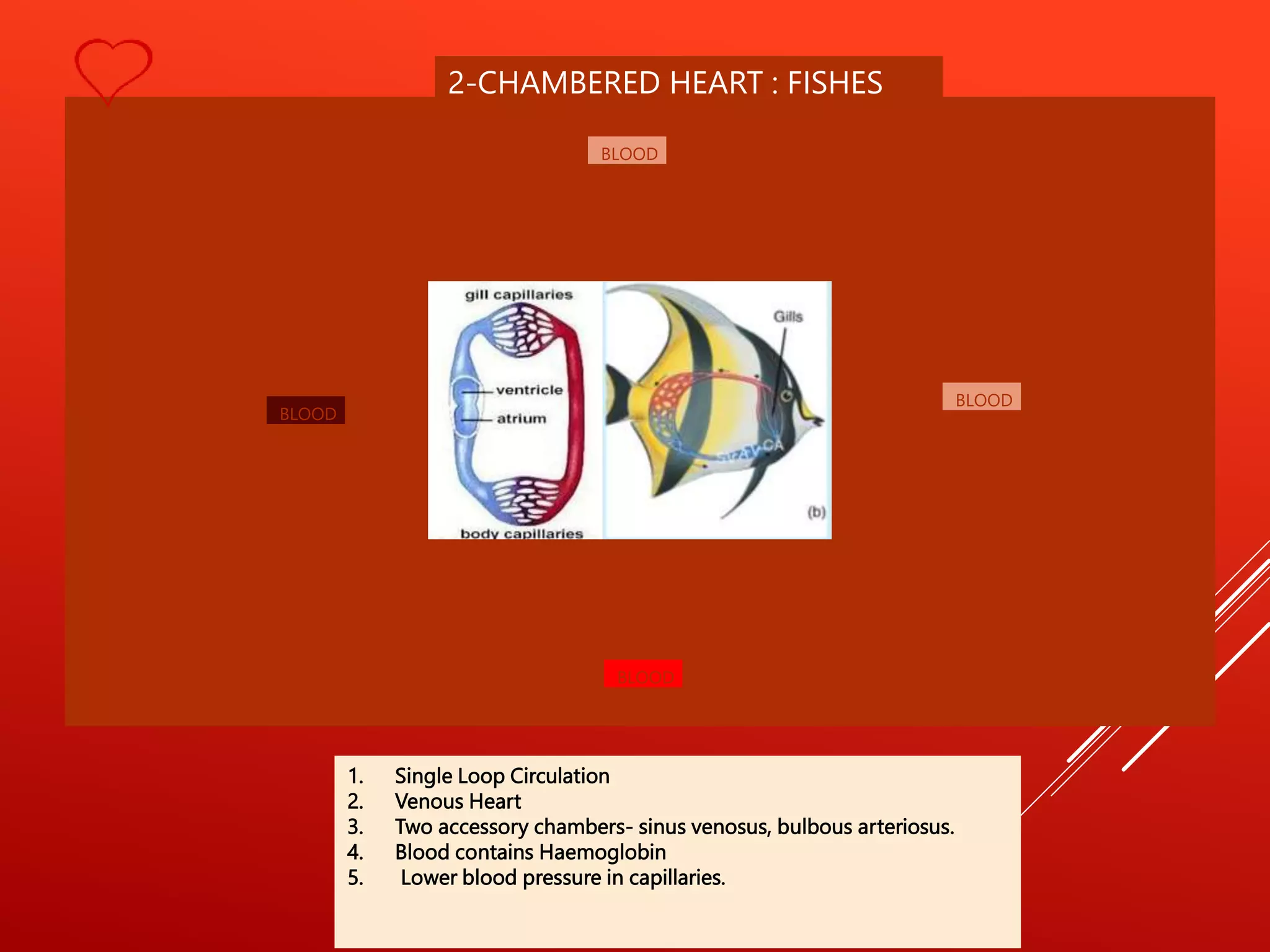 Circulatory systems in the living world-1.pptx