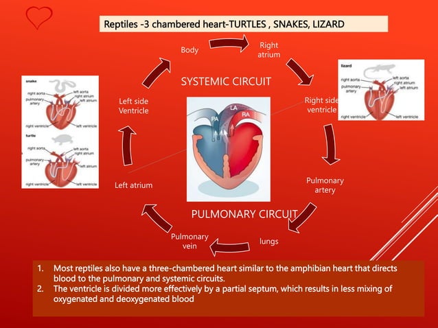 Circulatory systems in the living world-1.pptx