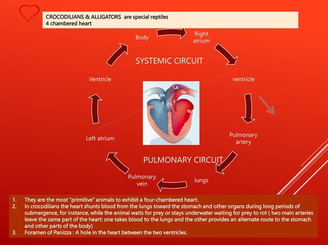 Circulatory systems in the living world-1.pptx