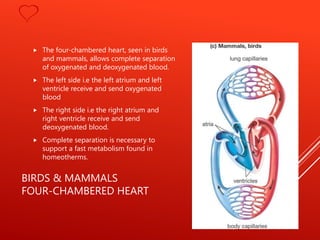 Circulatory systems in the living world-1.pptx