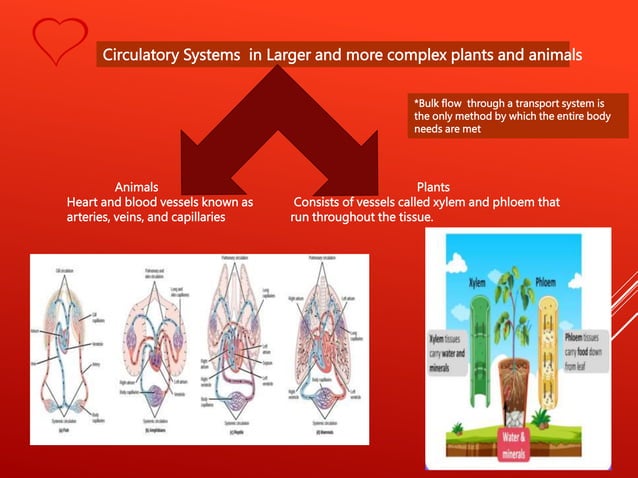 Circulatory systems in the living world-1.pptx