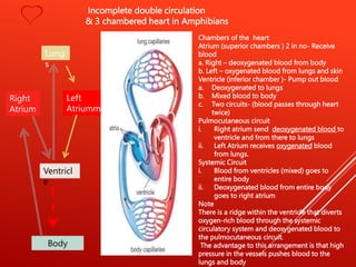 Circulatory systems in the living world-1.pptx
