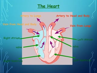 Circulatory system slideshare | PPT