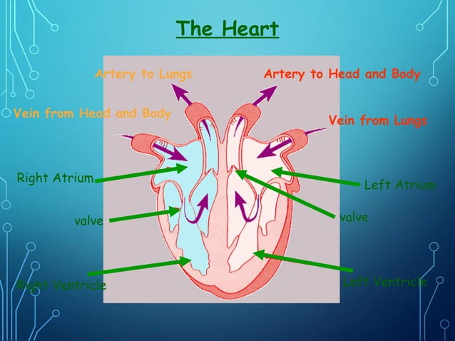 Circulatory system slideshare | PPT