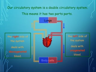 Circulatory system slideshare | PPT