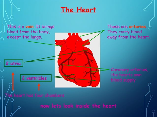 Circulatory system slideshare | PPT