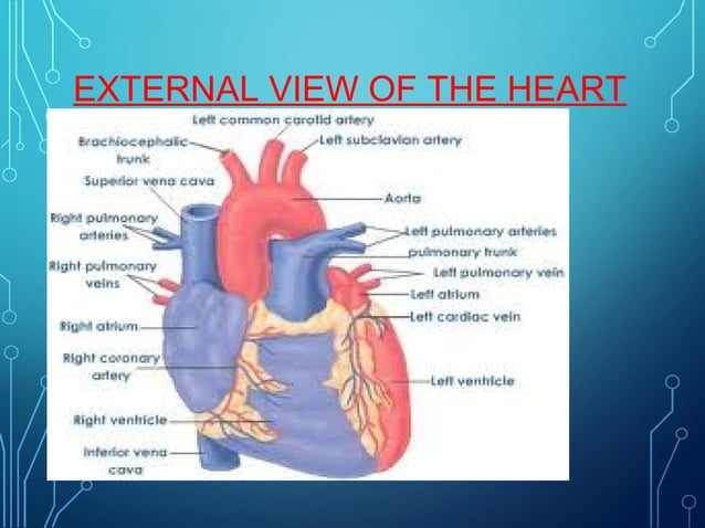 Circulatory system slideshare | PPT