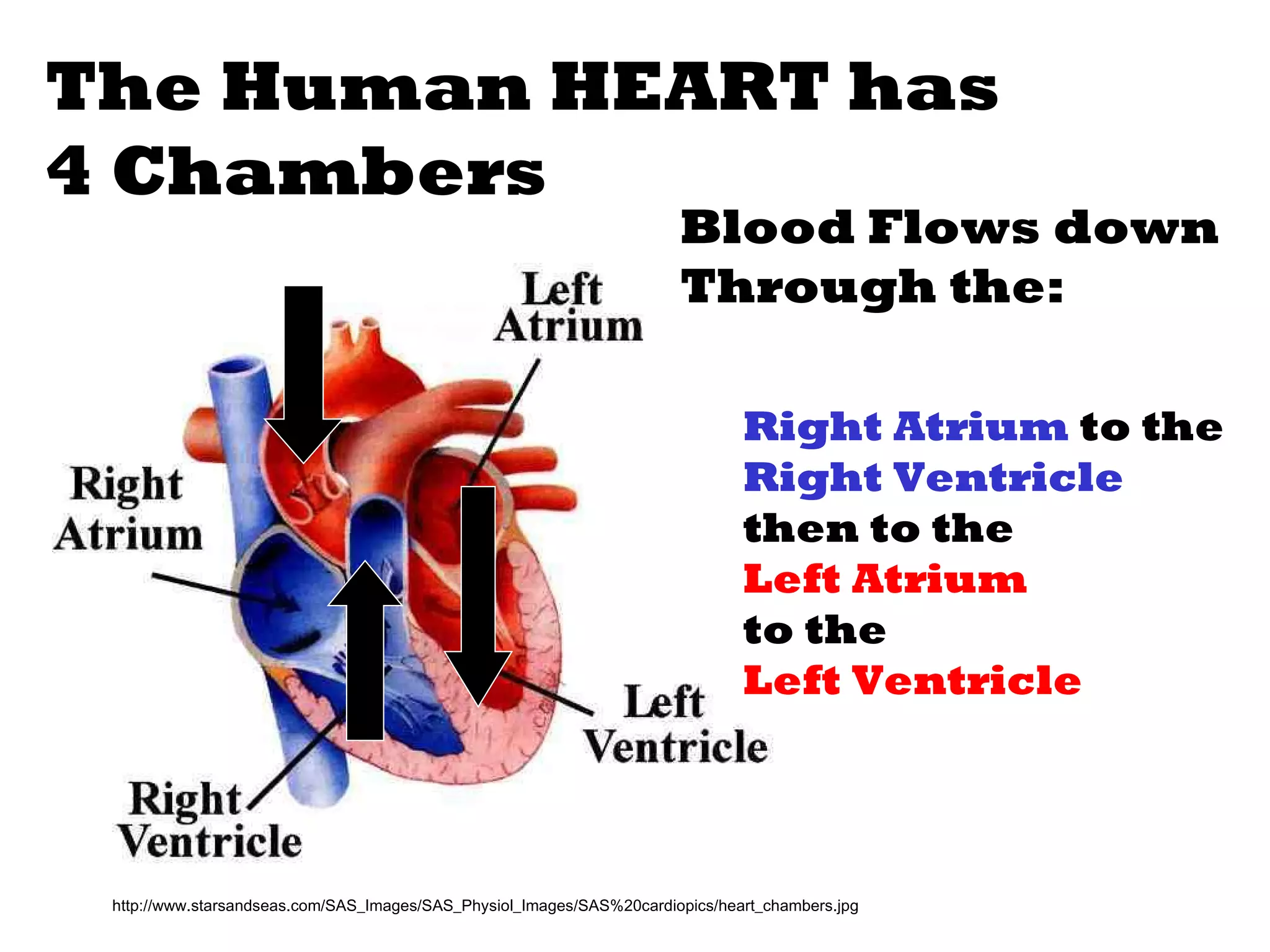 Circulatory system slide show | PPT