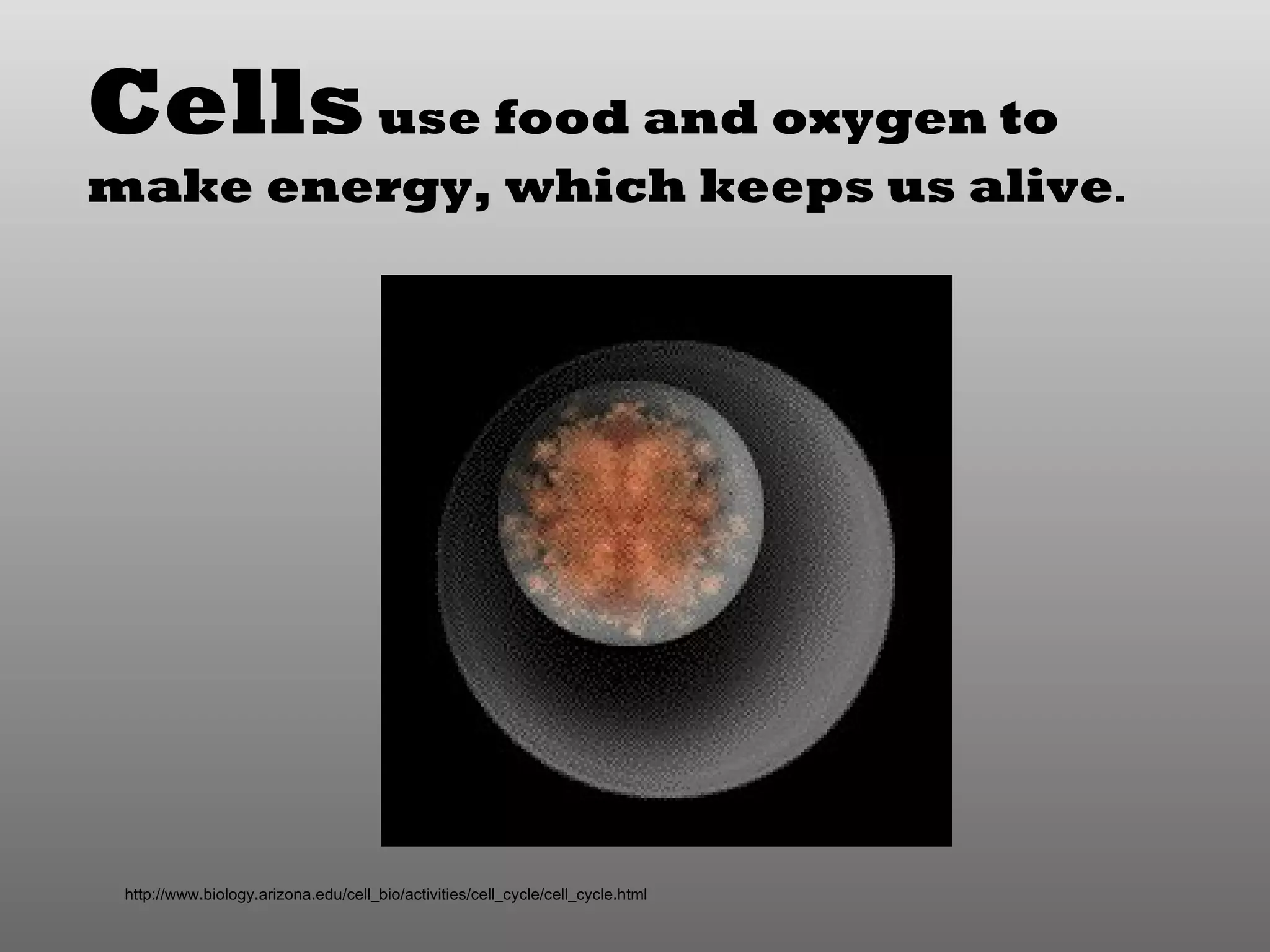 Circulatory System Slide Show Ppt