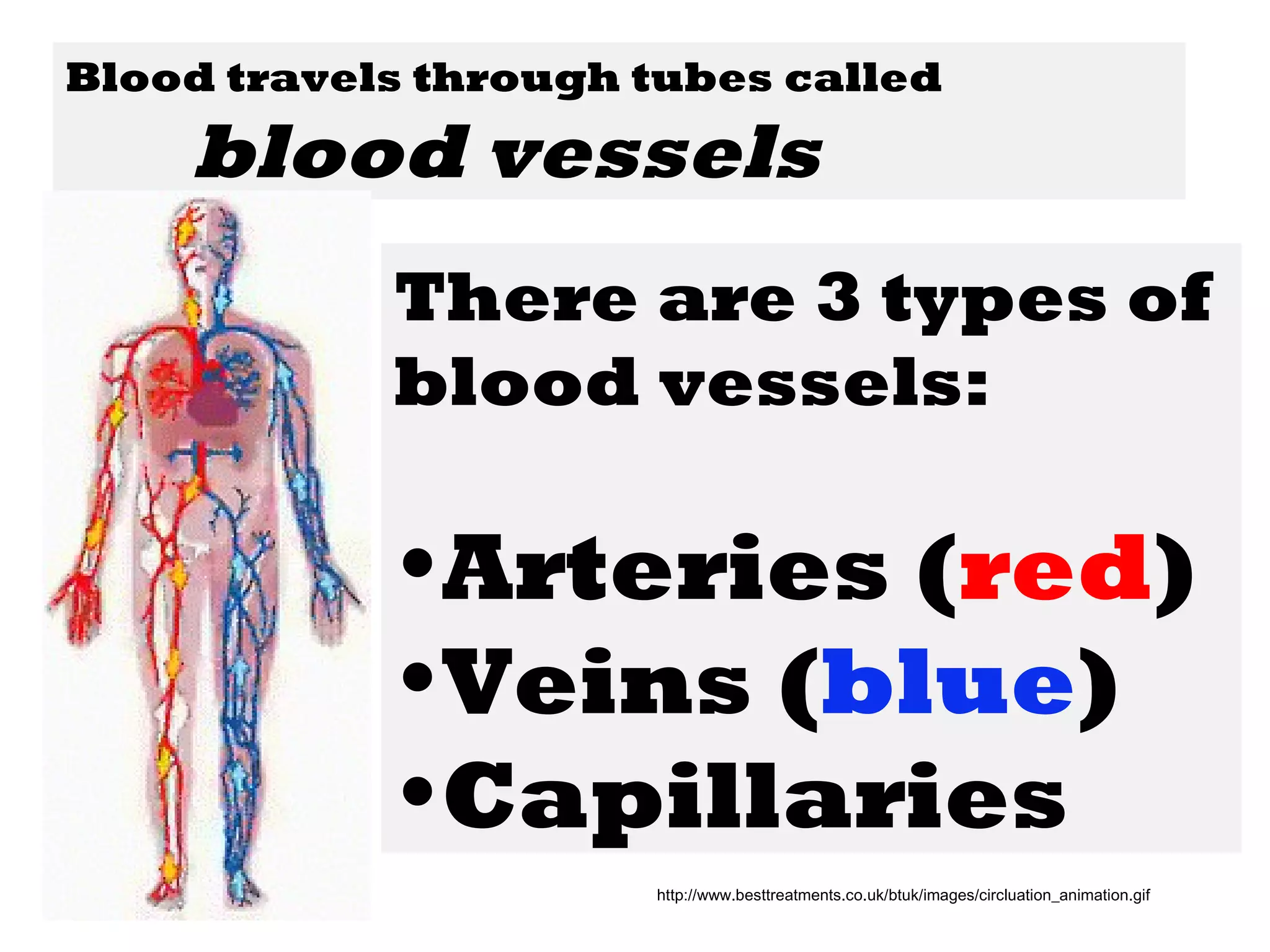 Circulatory system slide show | PPT