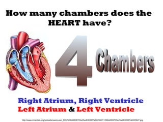 Circulatory system slide show | PPT