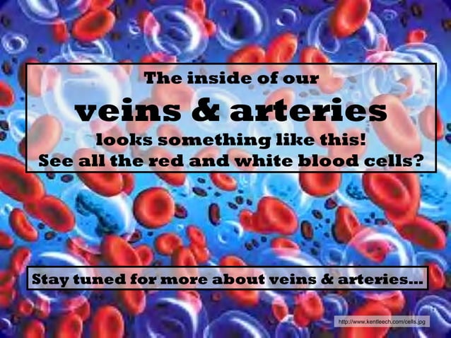 Circulatory system slide show | PPT | Heart and Cardiovascular Diseases ...