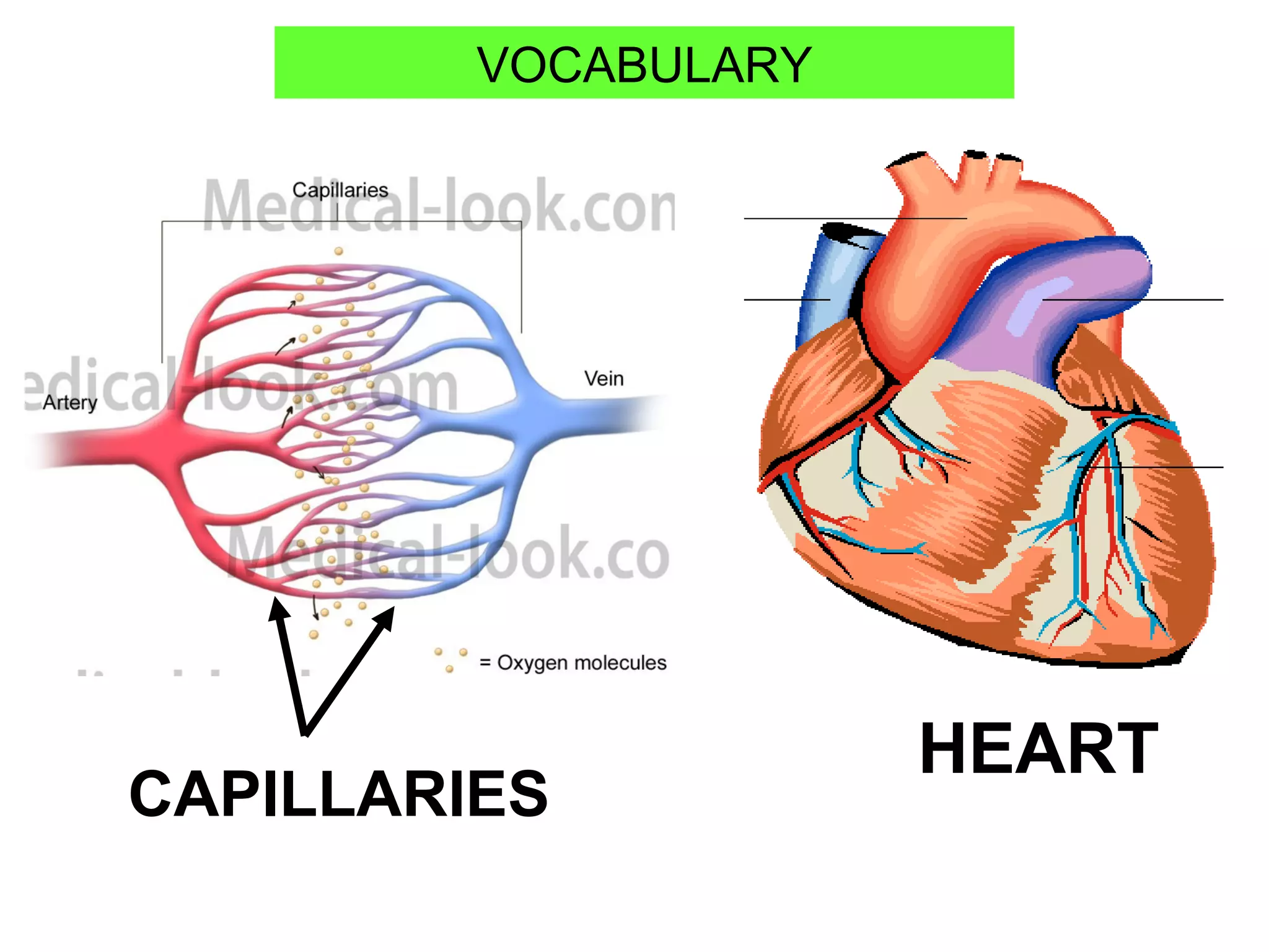 Circulatory system unit two | PPT