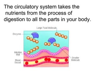 Circulatory system unit two | PPT