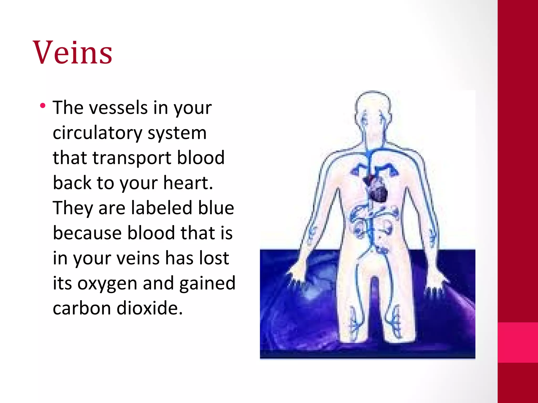 Circulatory System Vocabulary | PPT