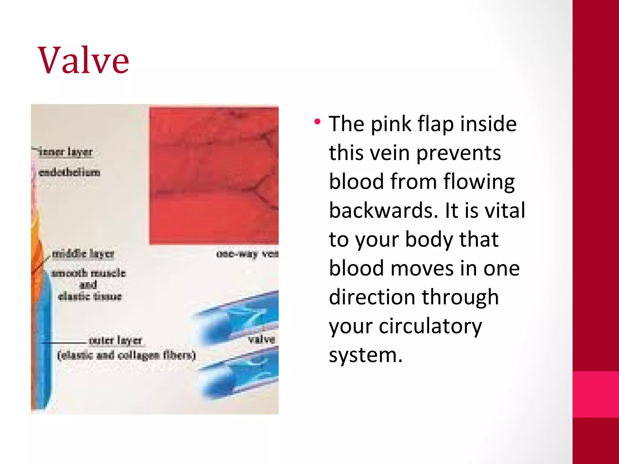 Circulatory System Vocabulary | PPT