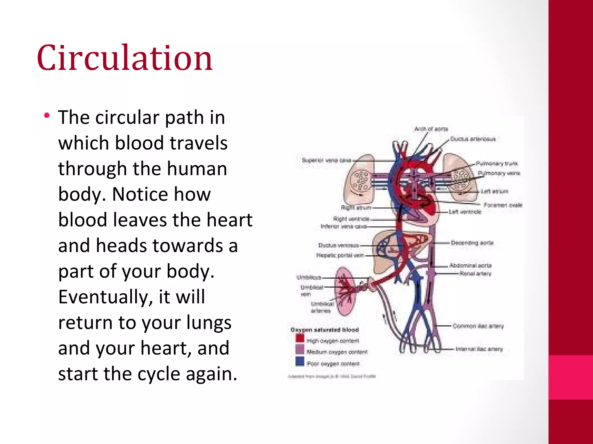 Circulatory system vocabulary | PPT