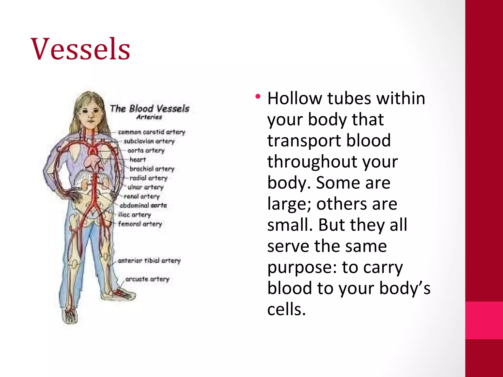Circulatory system vocabulary | PPT