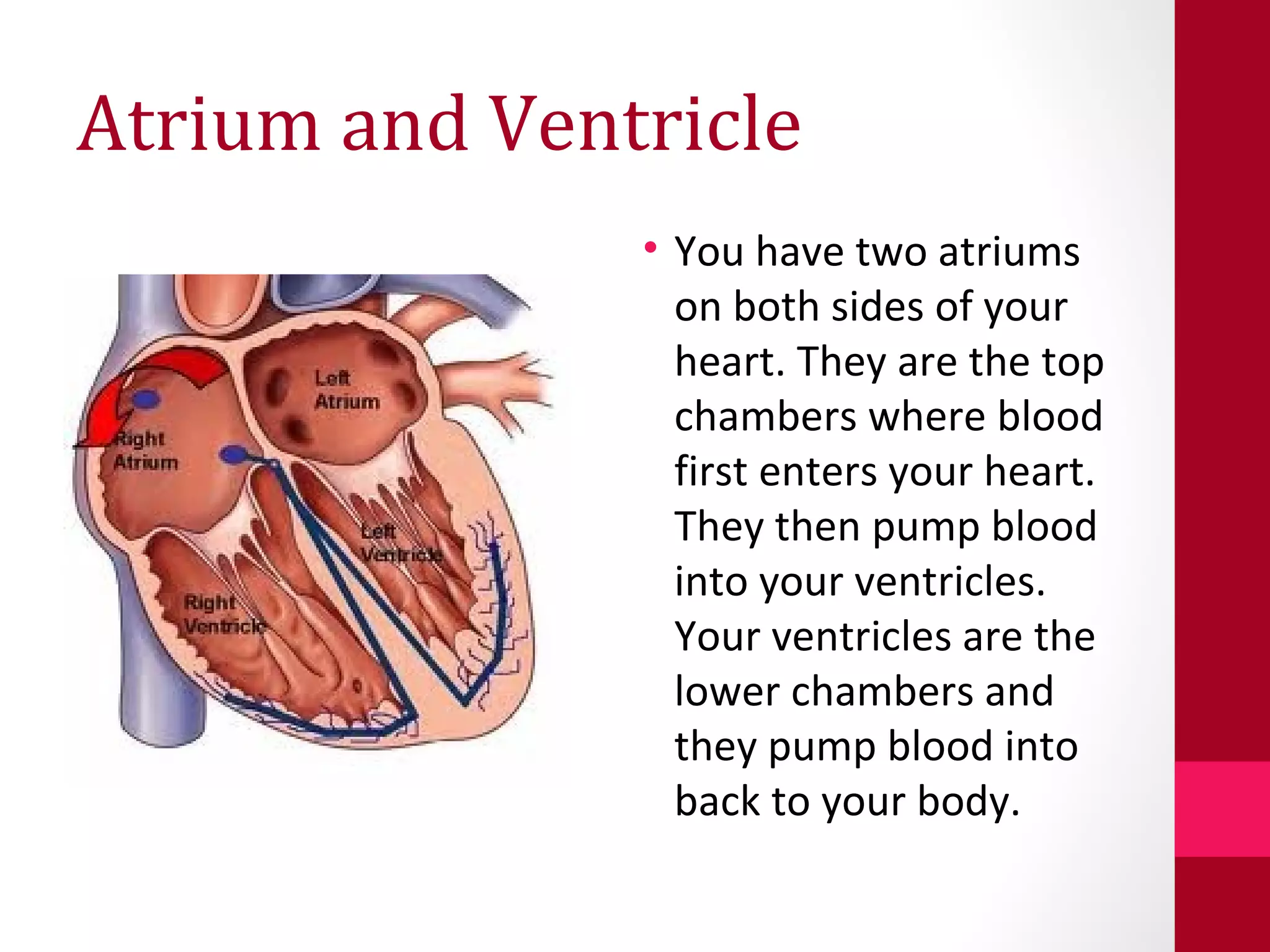 Circulatory system vocabulary | PPT