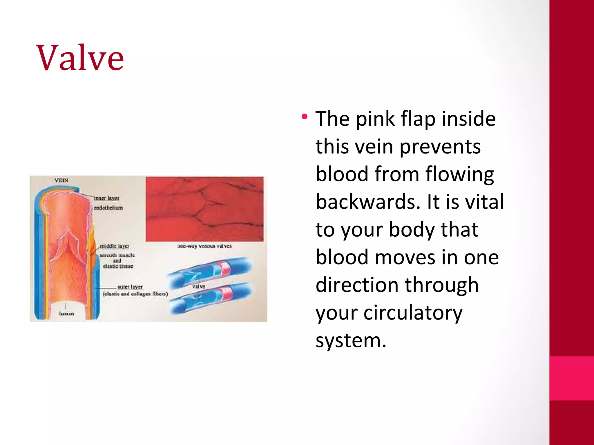 Circulatory system vocabulary | PPT