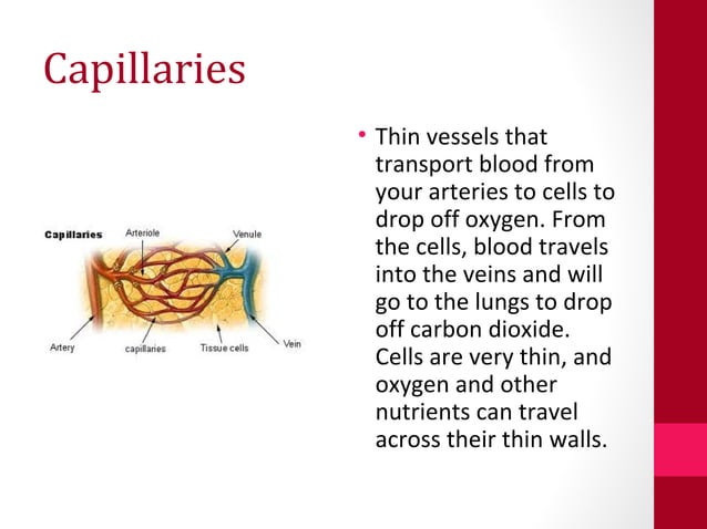 Circulatory system vocabulary | PPT