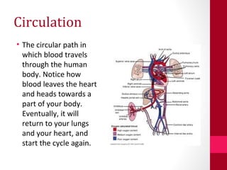 Circulatory system vocabulary | PPT