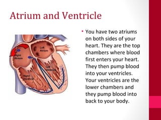Circulatory system vocabulary | PPT