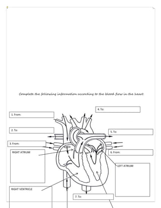 Circulatory system worksheet | DOCX