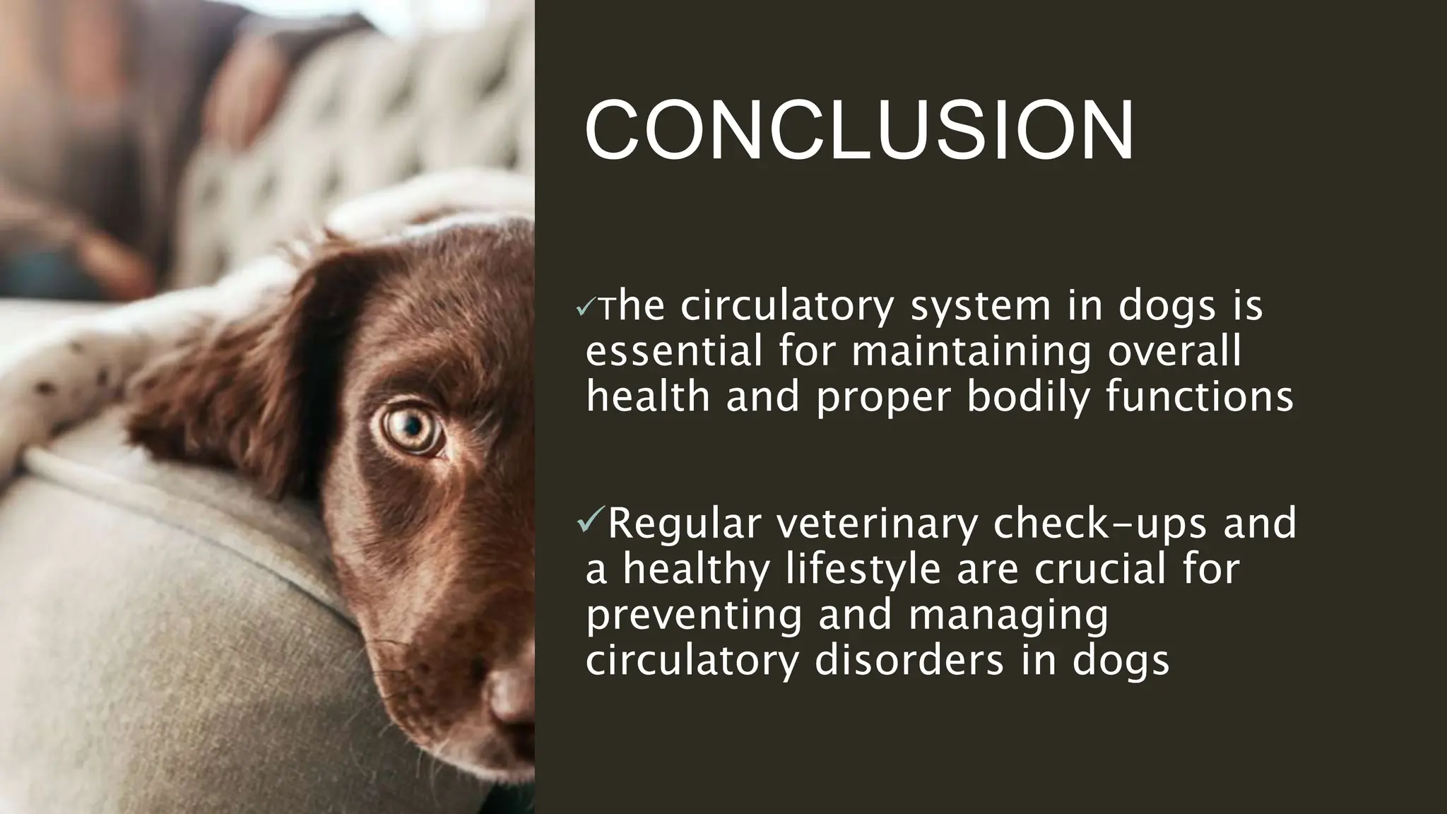 circulatory system in dog and how the circulatory system and its ...